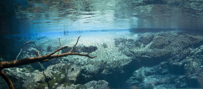 Underwater Panoramic - Cypress Springs Stock Image - Image of springs ...