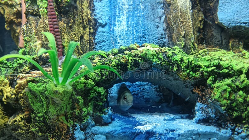 Underwater Paradise Hidden World Beneath Surface Stock Photos - Free ...