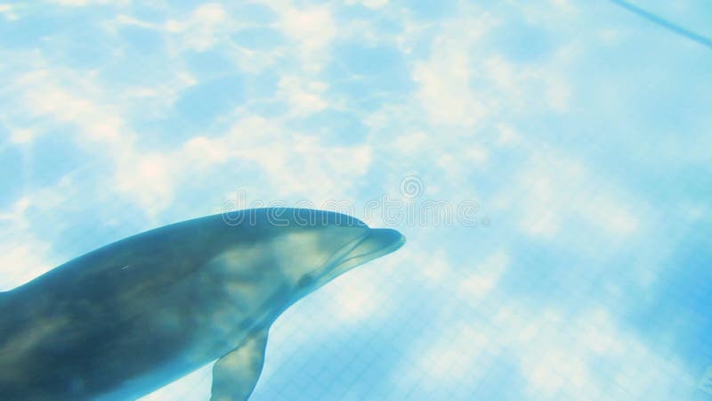 Underwater Performance stock video. Video of dolphinarium - 56927137