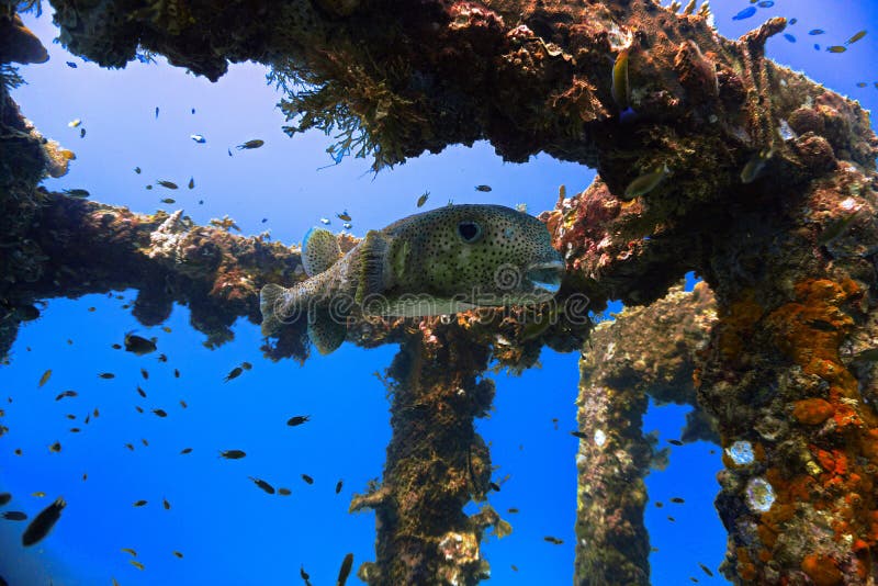 Puffer Fish at Artificial Reef Stock Photo - Image of scenery, diving ...