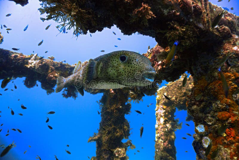 Puffer Fish at Artificial Reef Stock Image - Image of nature, batfish ...