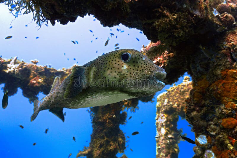 Puffer Fish at Artificial Reef Stock Image - Image of batfish ...