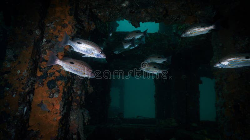 Fish Inside a Artificial Reef Stock Photo - Image of wildlife, aquatic ...