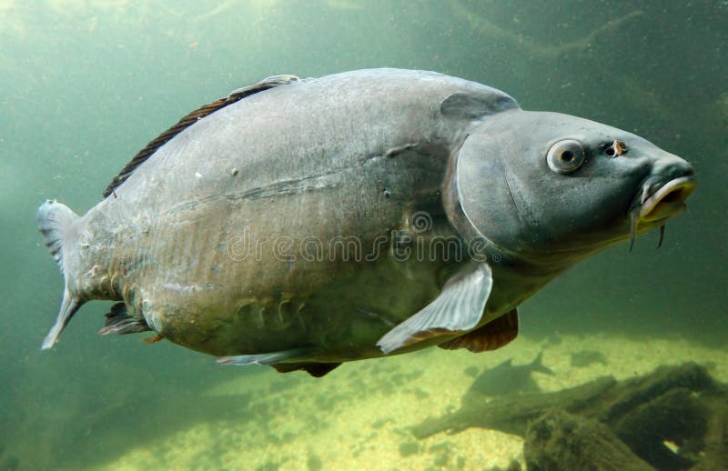 Underwater Photo of a Big Carp. Stock Photo - Image of fish, hunting ...