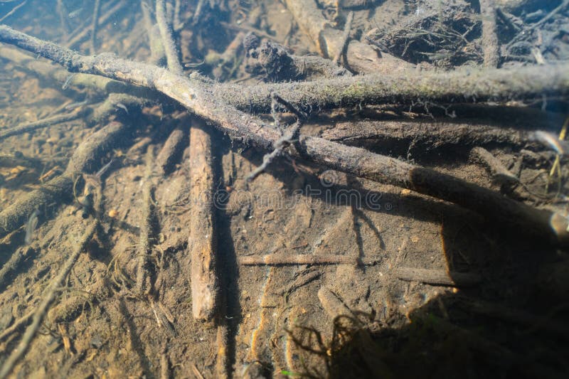 Underwater Photo, Bottom of the Pirita River with Tree Branches, Close ...