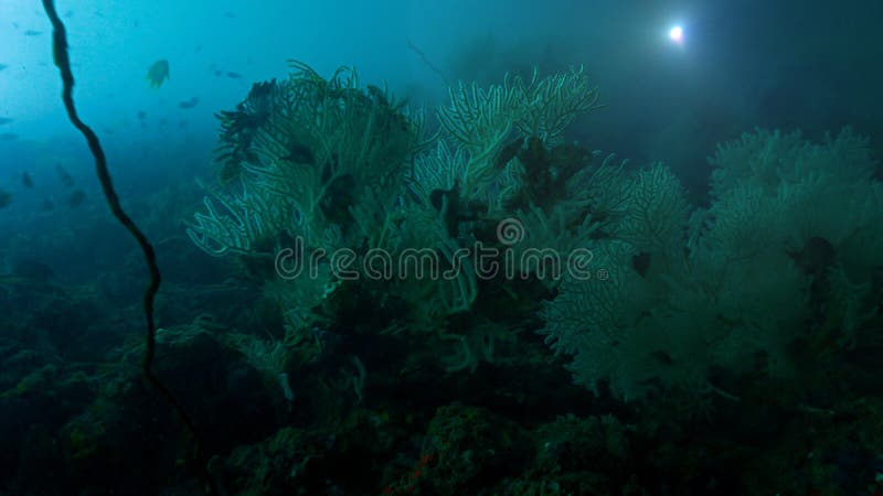 Down in the Deep Underwater World of a Coral Reef Stock Photo - Image ...
