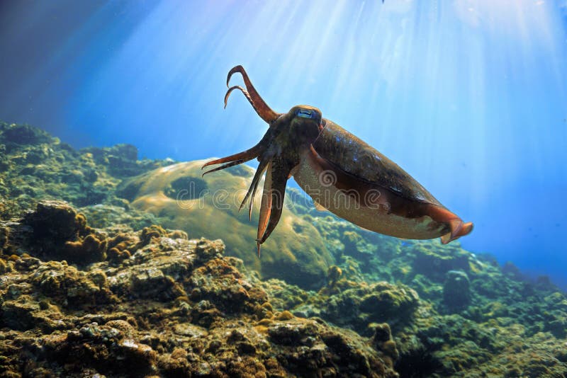 Close Up with a Curious Cuttlefish Stock Photo - Image of wild, coral ...