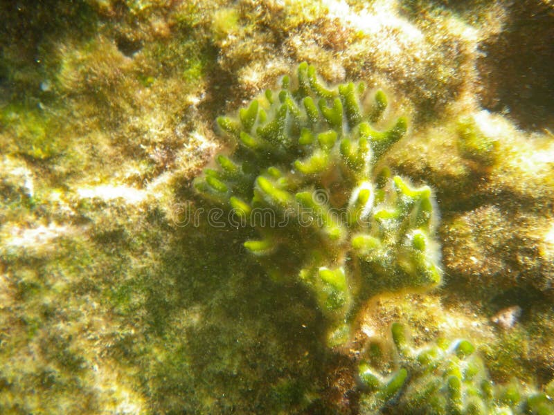 Codium Vermilara Stock Photos - Free & Royalty-Free Stock Photos from ...