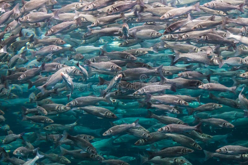 Underwater Photo with Lot of Labrax Fish Stock Image - Image of deep ...