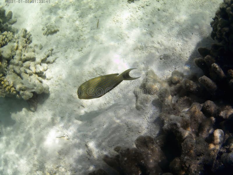 Underwater Photo of Pale Corals with Fish at the Maldives Stock Photo ...