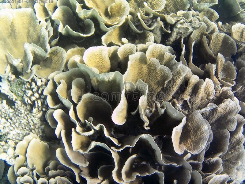 Underwater Photo of Pale Corals with Fish at the Maldives Stock Photo ...