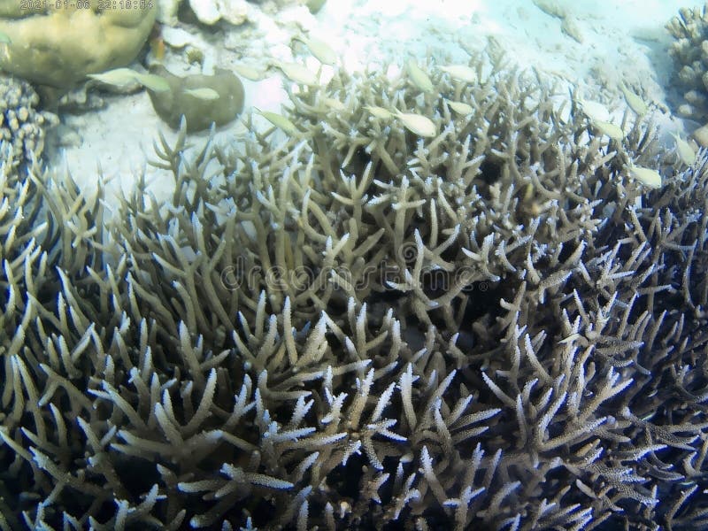 Underwater Photo of Pale Corals with Fish at the Maldives Stock Photo ...