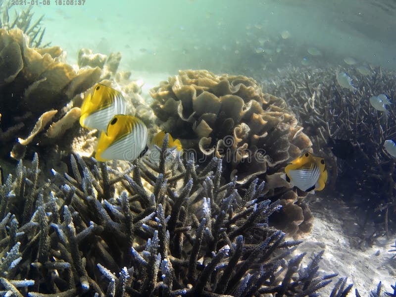 Underwater Photo of Pale Corals with Fish at the Maldives Stock Photo ...