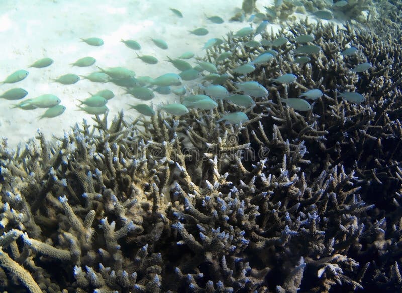 Underwater Photo of Pale Corals with Fish at the Maldives Stock Photo ...