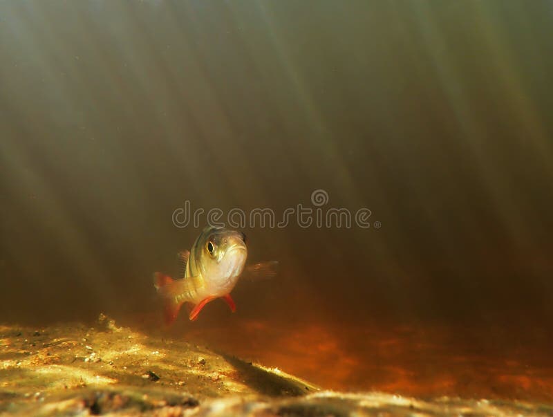 Underwater Photo of a Perch Fish in Rays of Light Stock Image - Image ...
