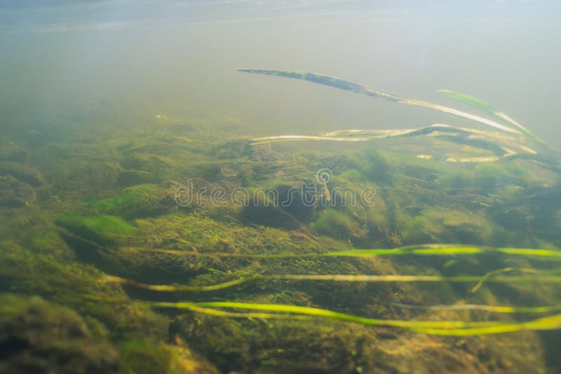 Underwater Photo on the Pirita River, Algae and River Flow Stock Photo ...