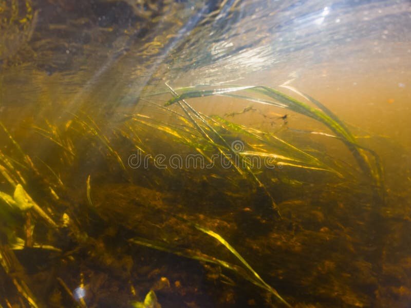 Underwater Photo on the Pirita River, Muddy Water Bottom and Algae ...
