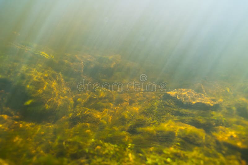 Underwater Photo on the Pirita River, Sunlight Passes through the Water ...