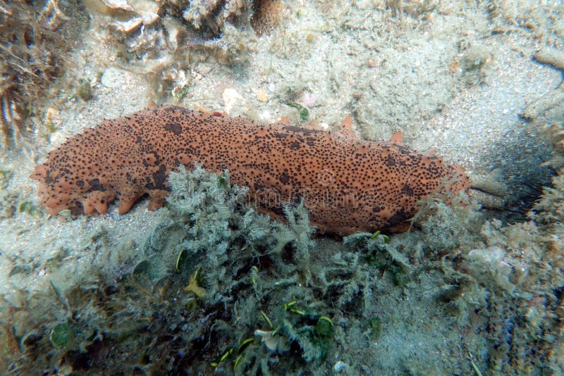 Sea Cucumber Sitting on the Sand at the Ocean Stock Image - Image of ...