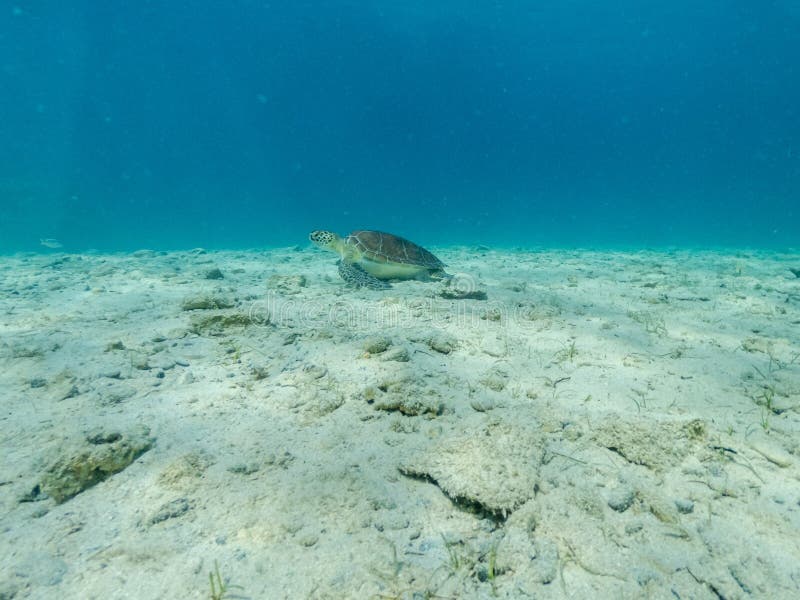 Underwater Photo of Turtle on Sandy Bottom Stock Image - Image of ...