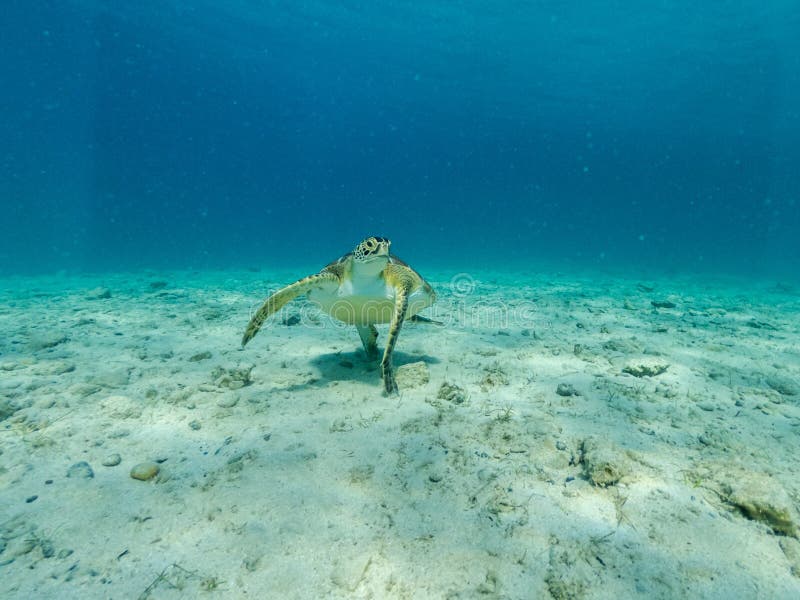 Underwater Photo of Turtle on Sandy Bottom Stock Image - Image of coral ...