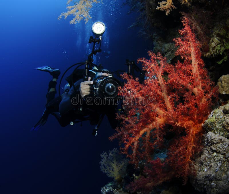 Underwater photographer stock image. Image of animal - 14405225