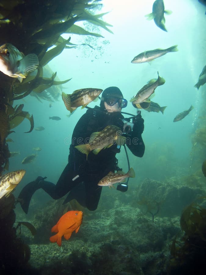 Underwater Photographer Surrounded by Fish Stock Image - Image of ...