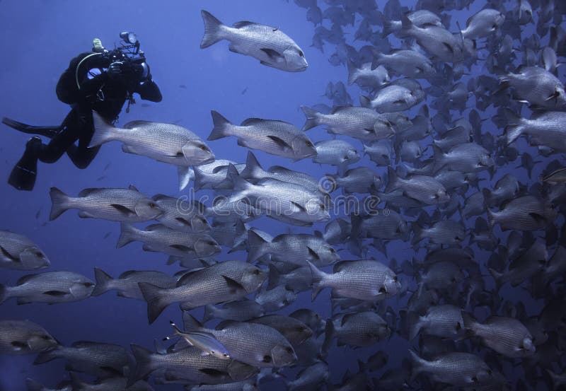 A Underwater Photographer Taking Pictures of a Large School of Fish ...