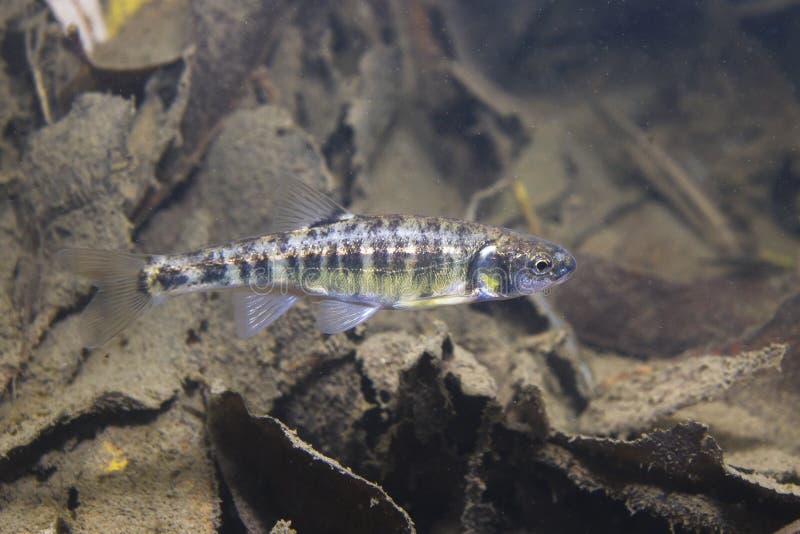 Underwater Photography of Common Minnow Phoxinus Phoxinus Stock Photo ...