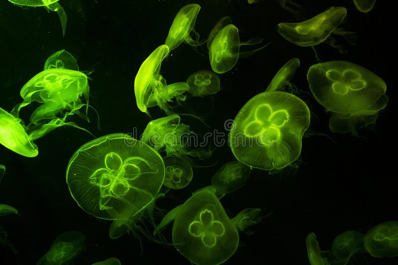 Underwater Photography Of Green Jelly Fish Picture. Image: 116504620