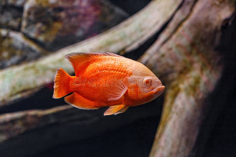 Underwater Photography of Oscar Fish (fish Stock Image - Image of fish ...