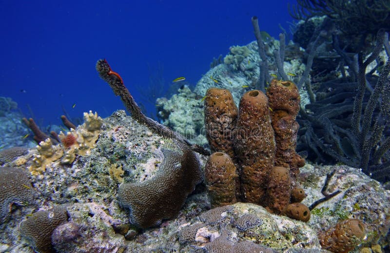 Reef Environment in the Deep Blue Ocean Stock Photo - Image of life ...