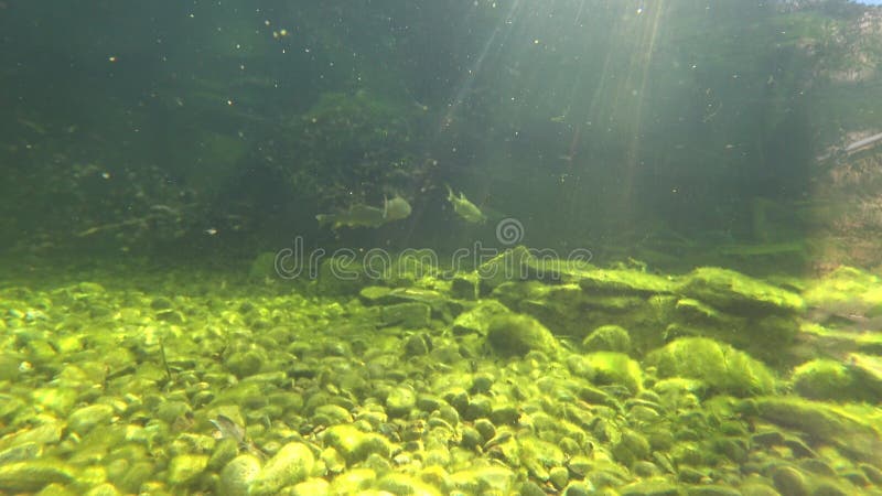 Underwater Photography in a River or Lake, As Fish Swim. Stock Video ...