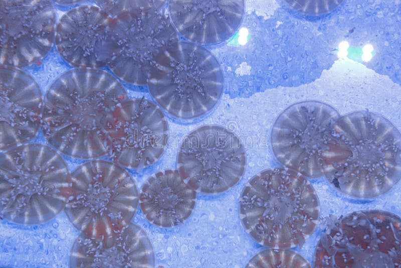 Underwater Photos of Jellyfish Cassiopea Andromeda, Upside Down Stock ...