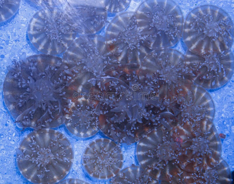 Underwater Photos of Jellyfish Cassiopea Andromeda, Upside Down Stock ...