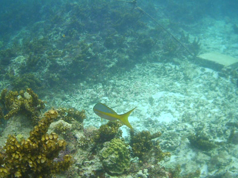 Underwater Picture of a Swimming Fish Stock Photo - Image of fish ...