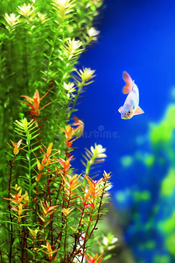 Underwater Plants with a Fish Stock Image - Image of ecology, aquarium ...