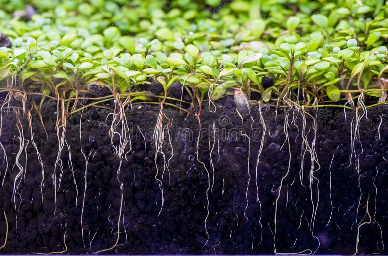 Underwater plants stock photo. Image of plant, marine - 48199054