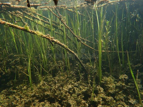 392 Underwater Reeds Stock Photos - Free & Royalty-Free Stock Photos ...
