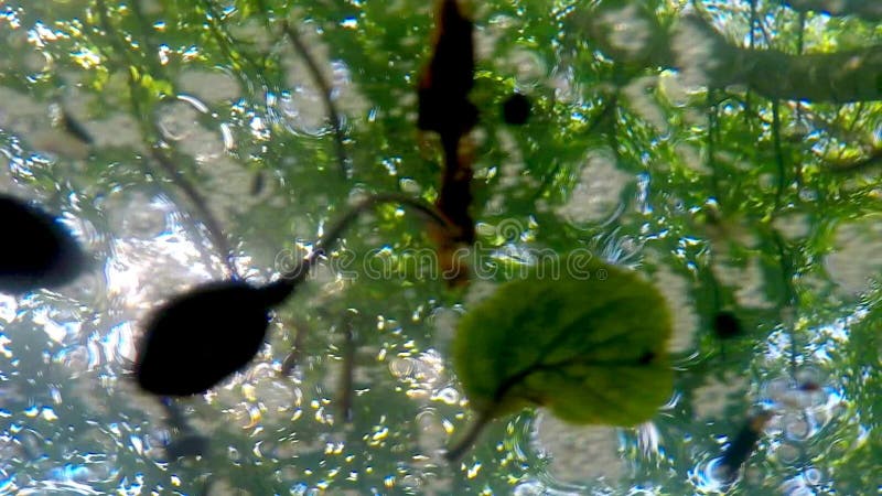 Underwater of Polliwogs in a Pond Stock Footage - Video of pollywogs ...