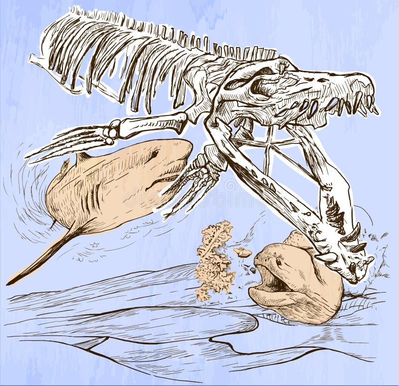 Tylosaurus Skeleton Stock Illustrations – 3 Tylosaurus Skeleton Stock ...