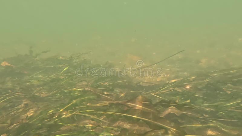 Underwater Recording. Algae and Aquatic Plants, Rocks and Sand ...