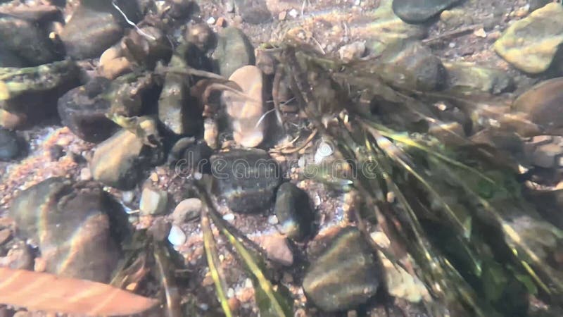 Underwater Recording. Algae and Aquatic Plants, Rocks and Sand ...