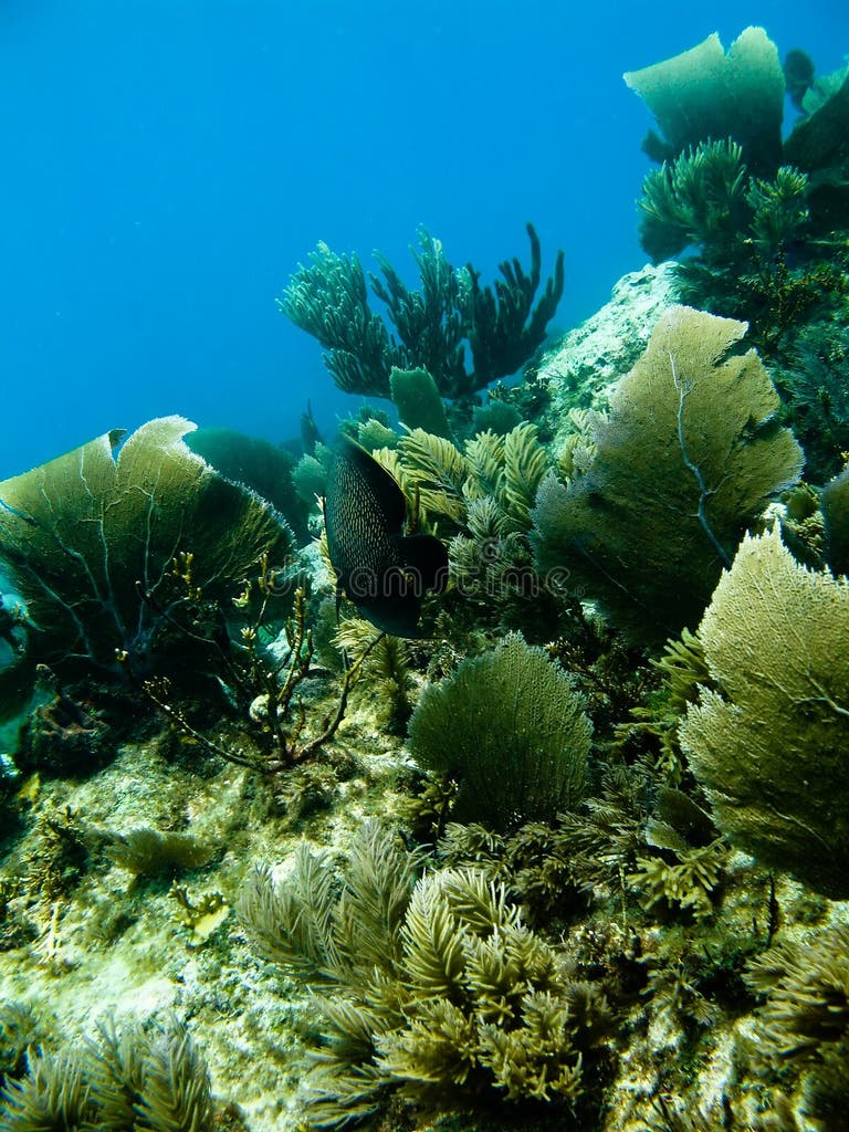 498 Underwater Key Fish Stock Photos - Free & Royalty-Free Stock Photos ...