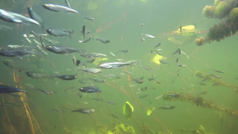 Little Fish Swimming Over Colorful Algae Stock Video - Video of grass ...