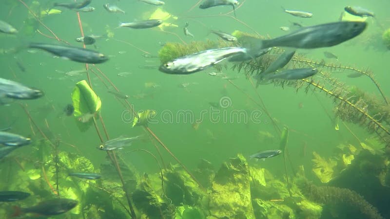 Little Fish are Seen through the Water among the Stones. Stock Video ...