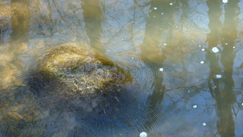 Underwater River Landscape with a Muddy Bottom. Stock Footage - Video ...