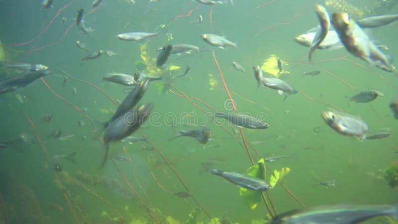 Little Fish Swimming Over Colorful Algae Stock Video - Video of grass ...