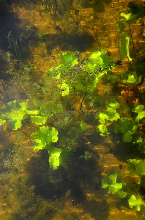Underwater River View. River Algae Underwater. Stock Image - Image of ...