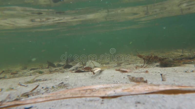 Underwater River World, Bottom of a Sandy River Stock Footage - Video ...